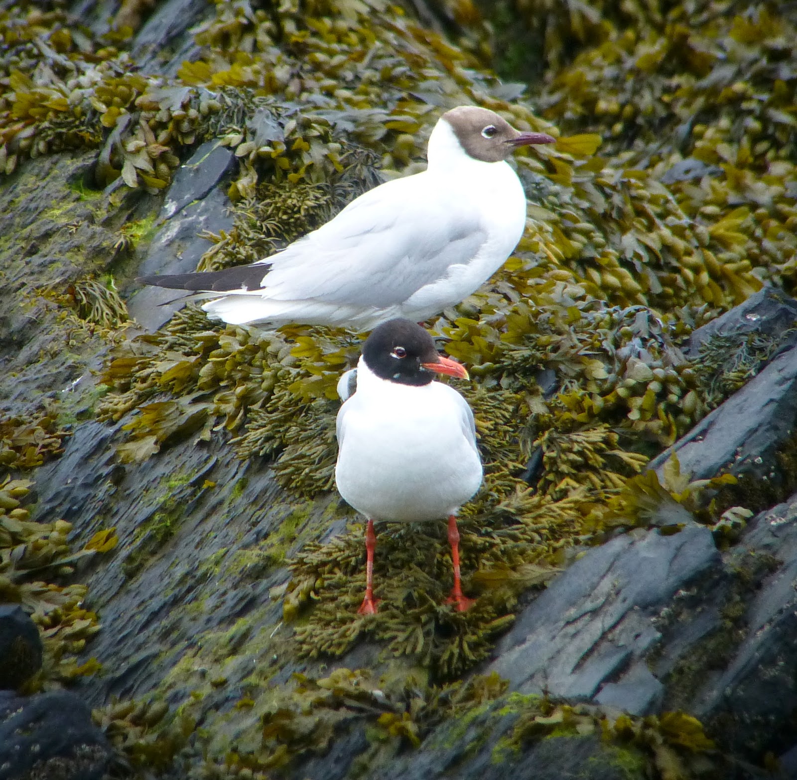Ceredigion Birds: MEDITERRANEAN GULL