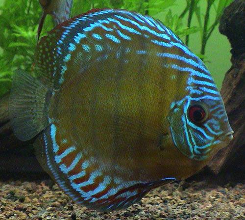 Acuario Total: Pez disco