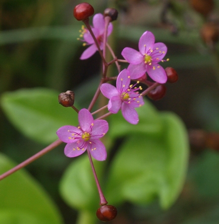 Argentina nativa: Carne gorda (Talinum paniculatum)