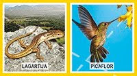 TAREA FACIL: REGIÓN YUNGA DEL PERÚ: FLORA, FAUNA, RELIEVE Y CARACTERÍSTICAS