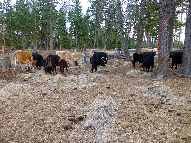 Rural Revolution: Fall cattle roundup