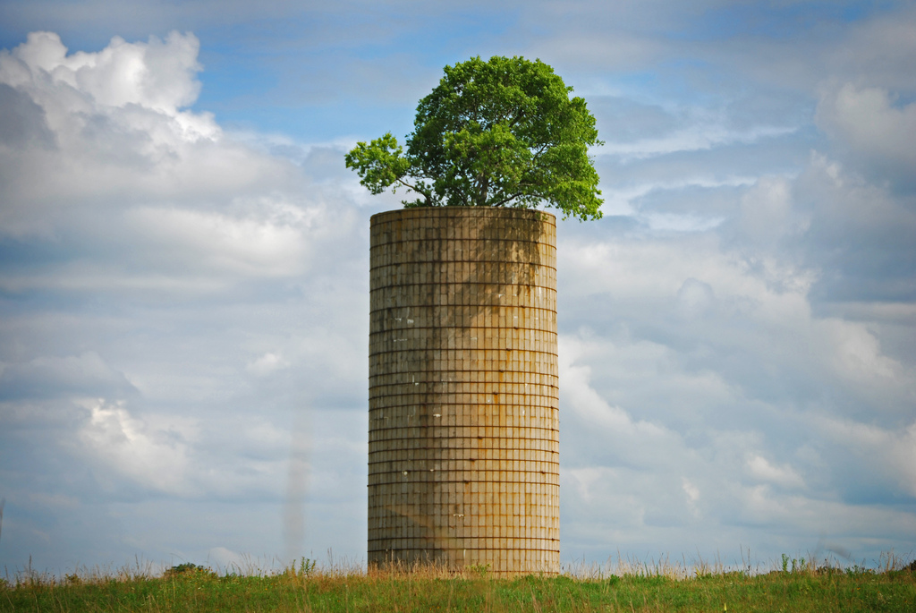 The Jalowiecs: Silo Trees
