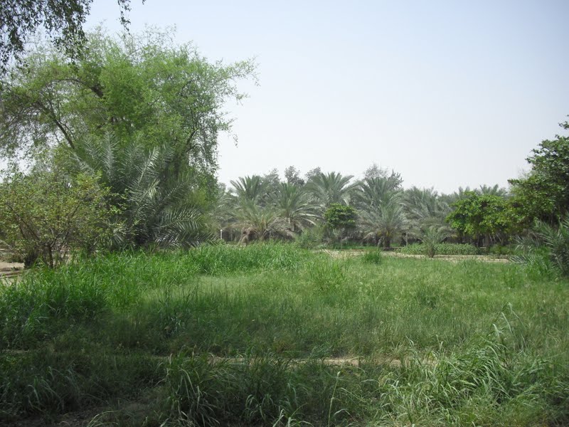 A Little Oryx in Qatar: A Farm North of Al Khor