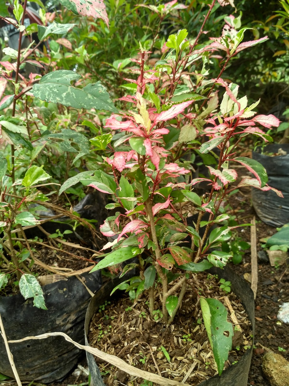 JUAL KEMBANG SEPATU VARIGATAToko tanaman hias houseplants shop toko ...