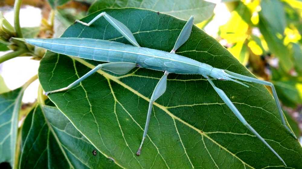 Tropidoderus childrenii