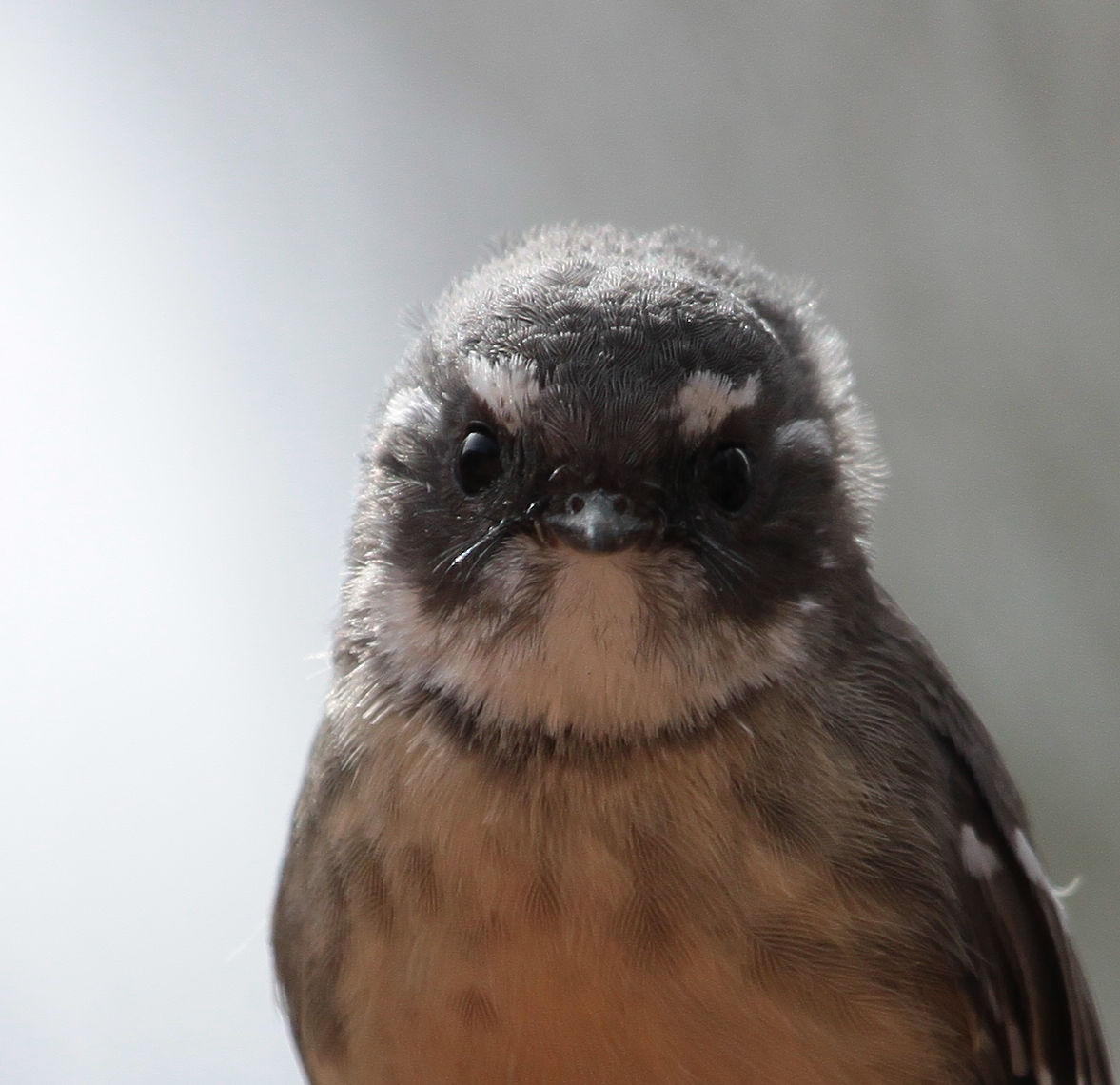 Richard Waring's Birds of Australia: When small birds come close ...