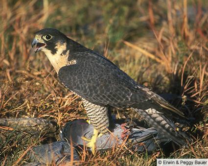 Peregrine Falcon Bird Info | All Wildlife Photographs