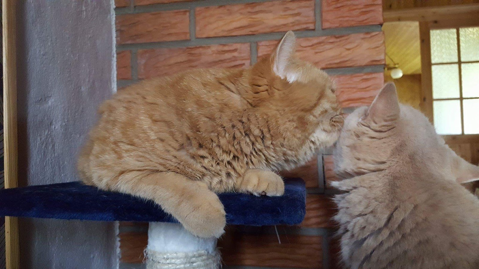 KIIRI SAARe loominguline ajaraamat VIHMA HÄÄL: Briti lühikarvaline kass ...