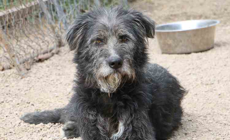 *CULTURE DEL MONDO*: STORIA E AMICI A QUATTROZAMPE: IL CANE DI FONNI