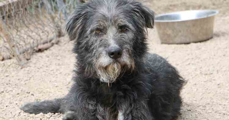 *CULTURE DEL MONDO*: STORIA E AMICI A QUATTROZAMPE: IL CANE DI FONNI