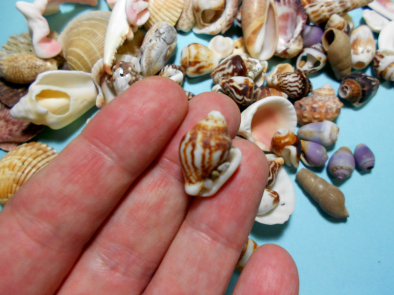 Del's Shells: Seashells from Mexico!