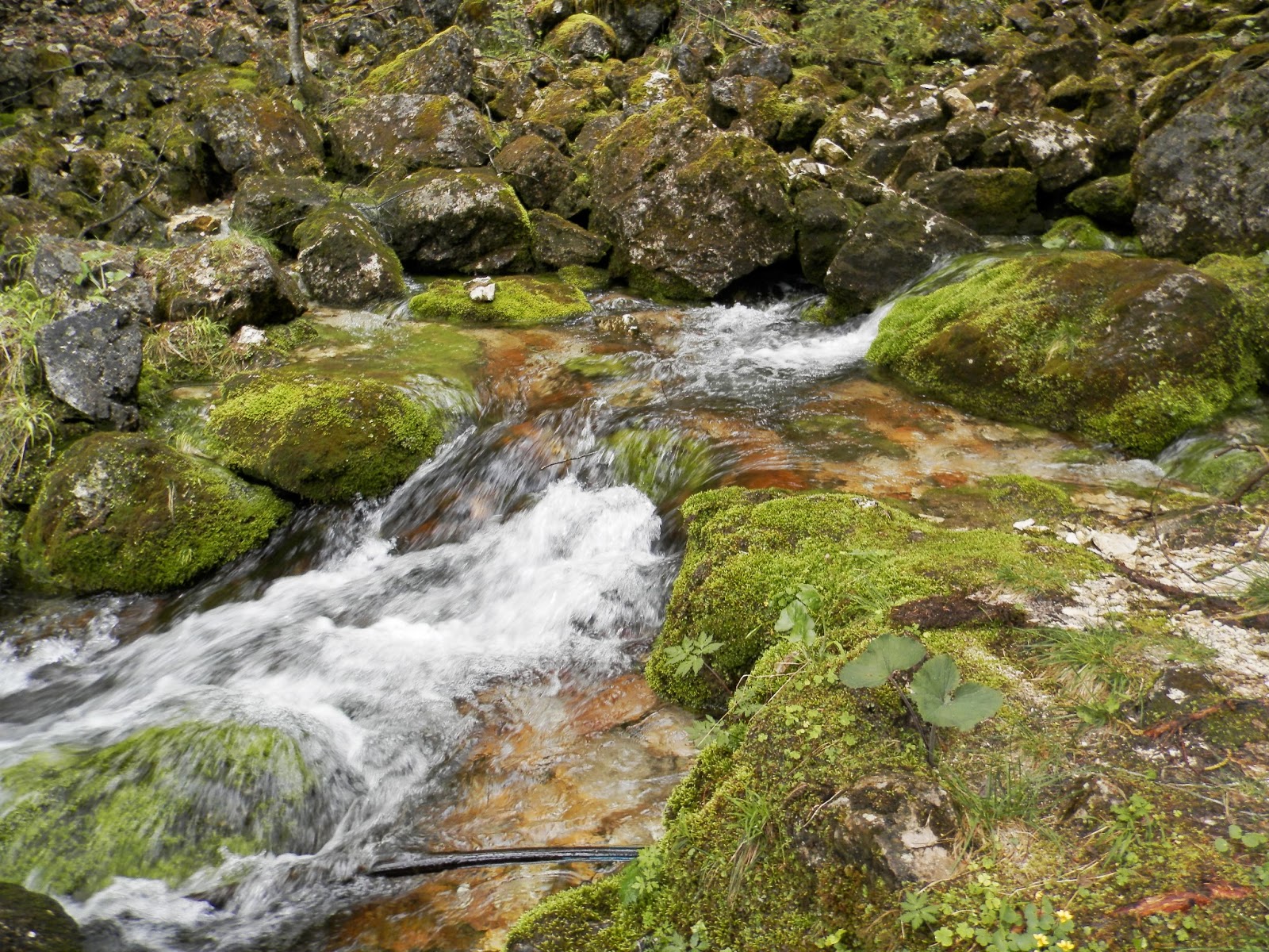 Verdi orizzonti: La sorgente