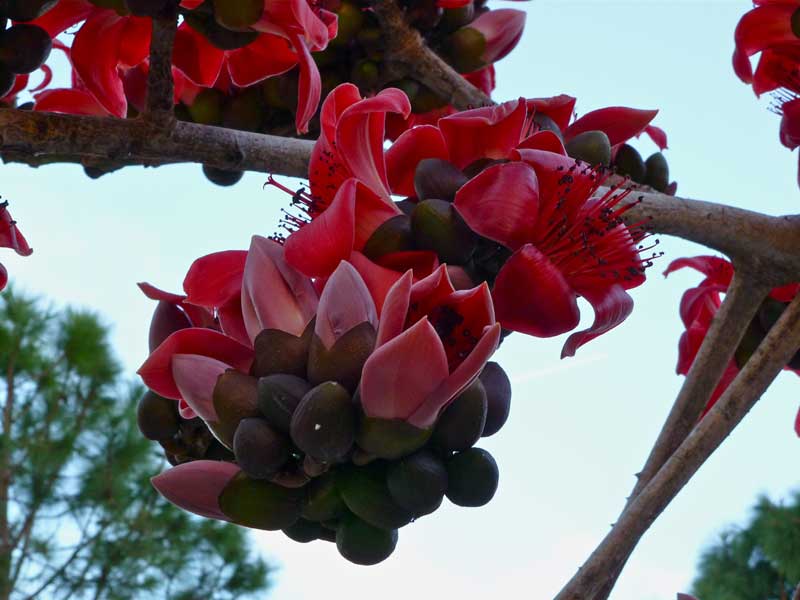 Where's Eldo?: Ringling Revisited