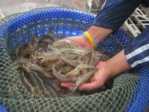 The Aquaculturists: 11/08/2015: Cargill announces investment in Ecuador ...