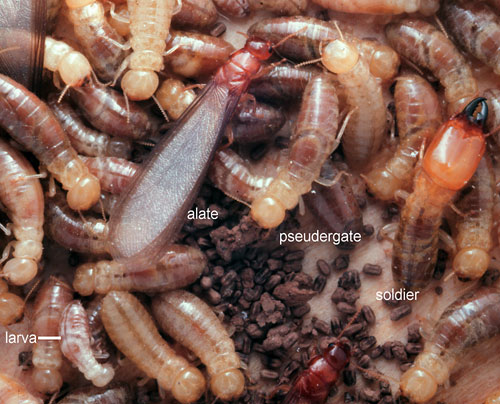Arab Pest Control: A quick reference for Termites