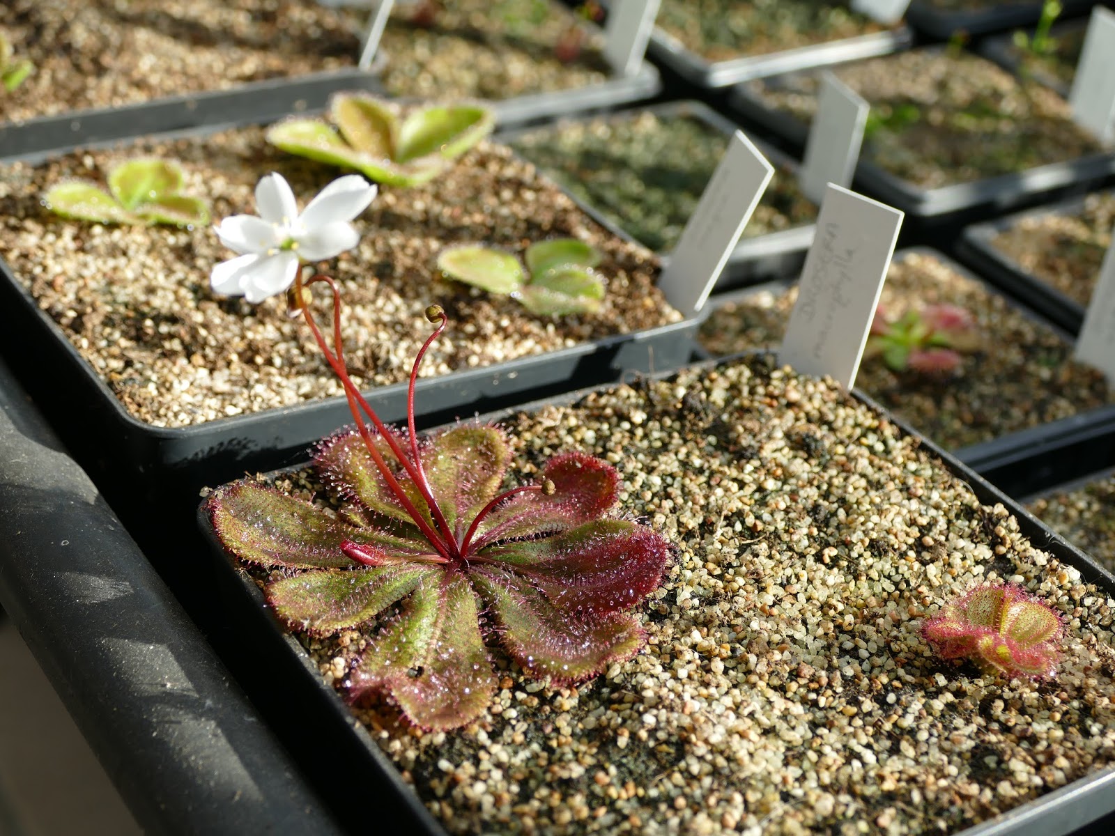 Drosera macrophylla photos