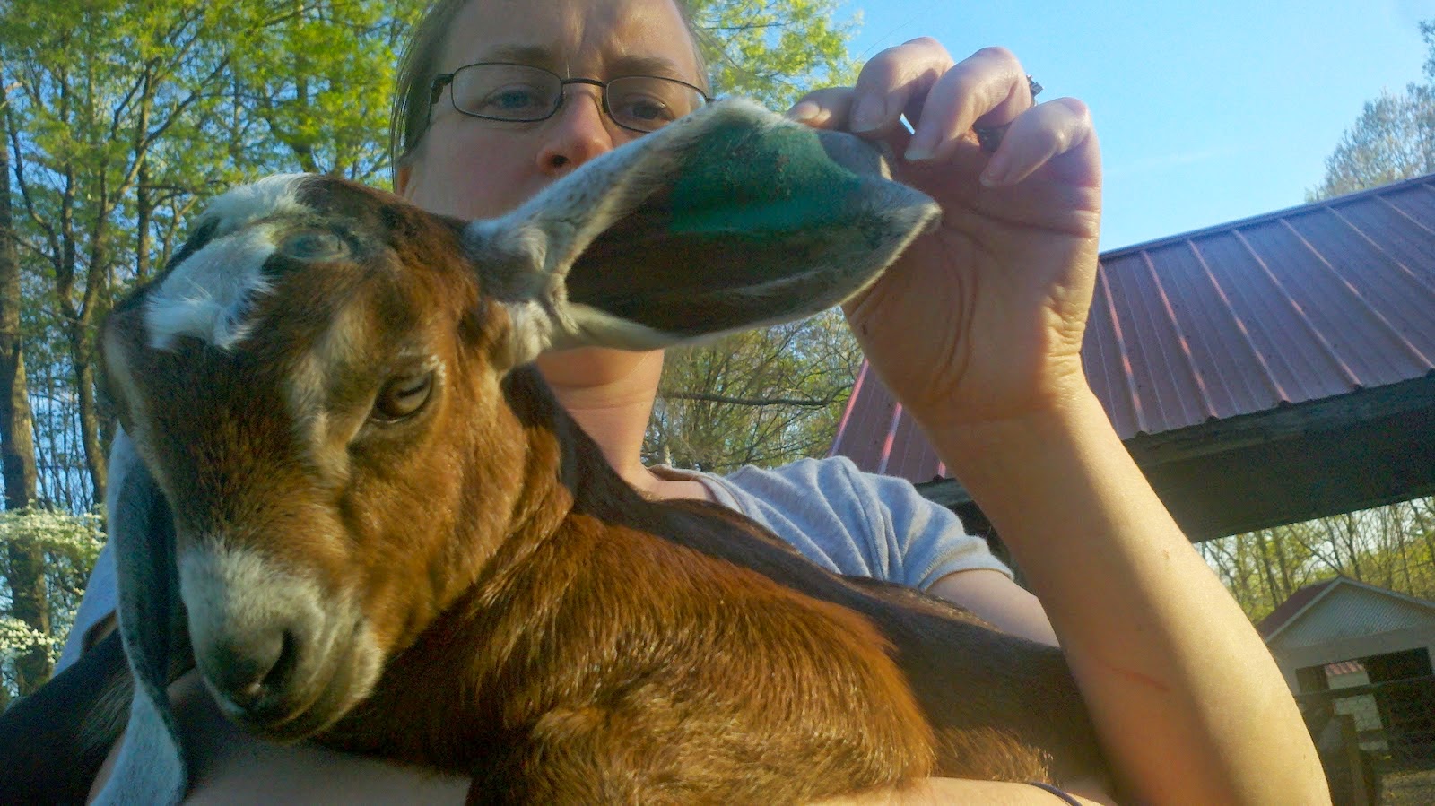 Belgium Farms: How to Tattoo Your Goats for Easy Identification