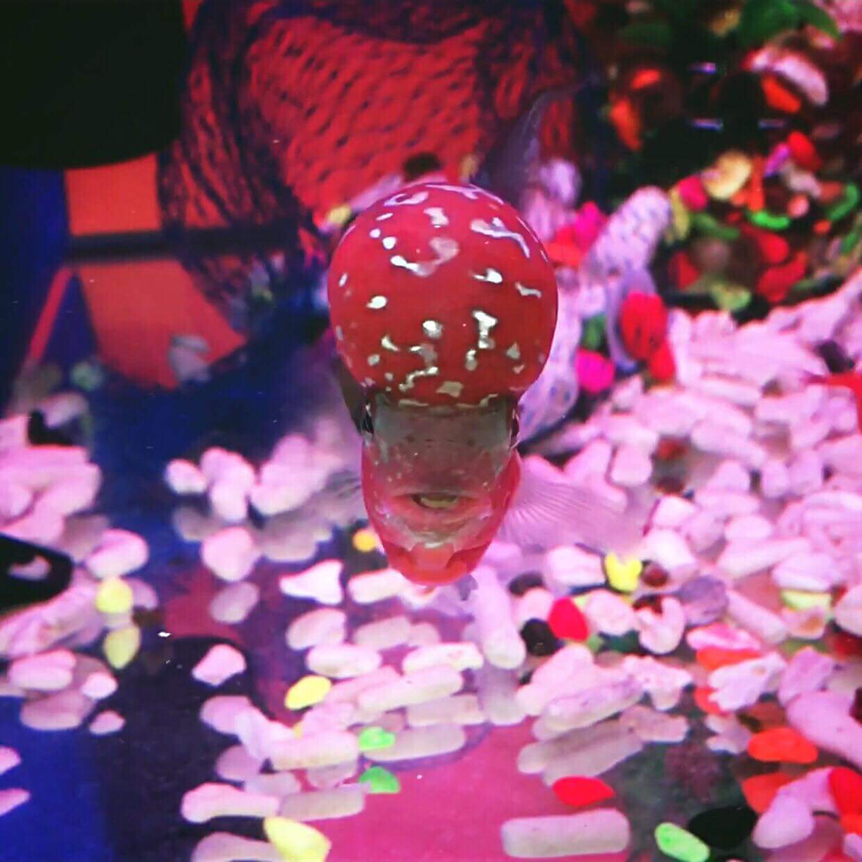 Knowing Difference Between Kamfa And King Kamfa