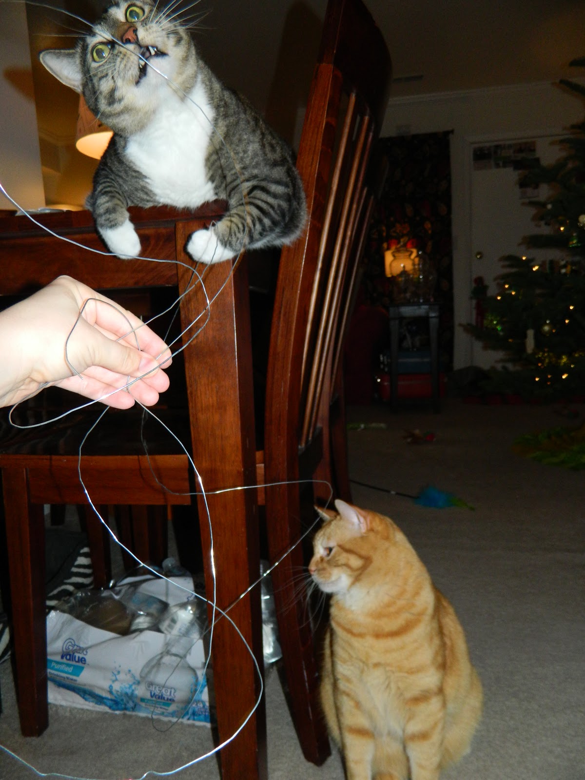 Polka-Dotty Place: My 1st Project with Chicken Wire