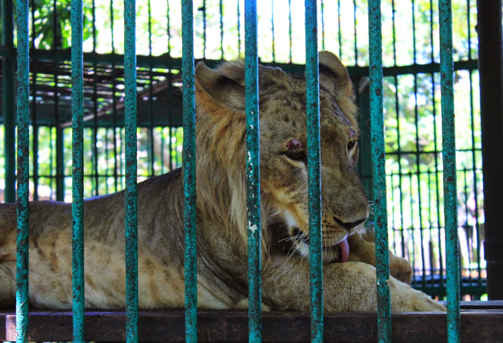 10taku Street: Manila Day at Manila Zoo