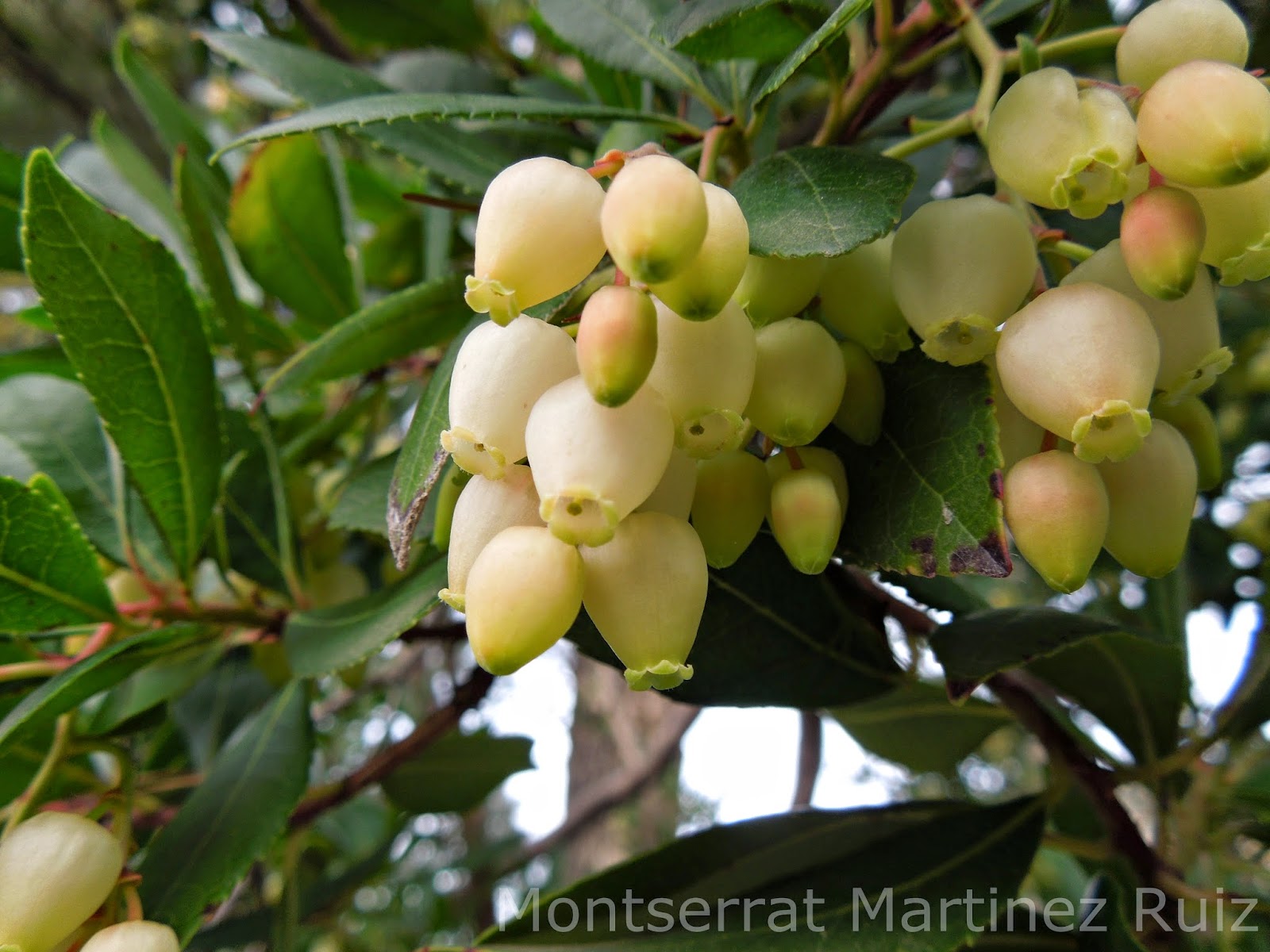 Flores del MADROÑO - BOTÀNIC SERRAT