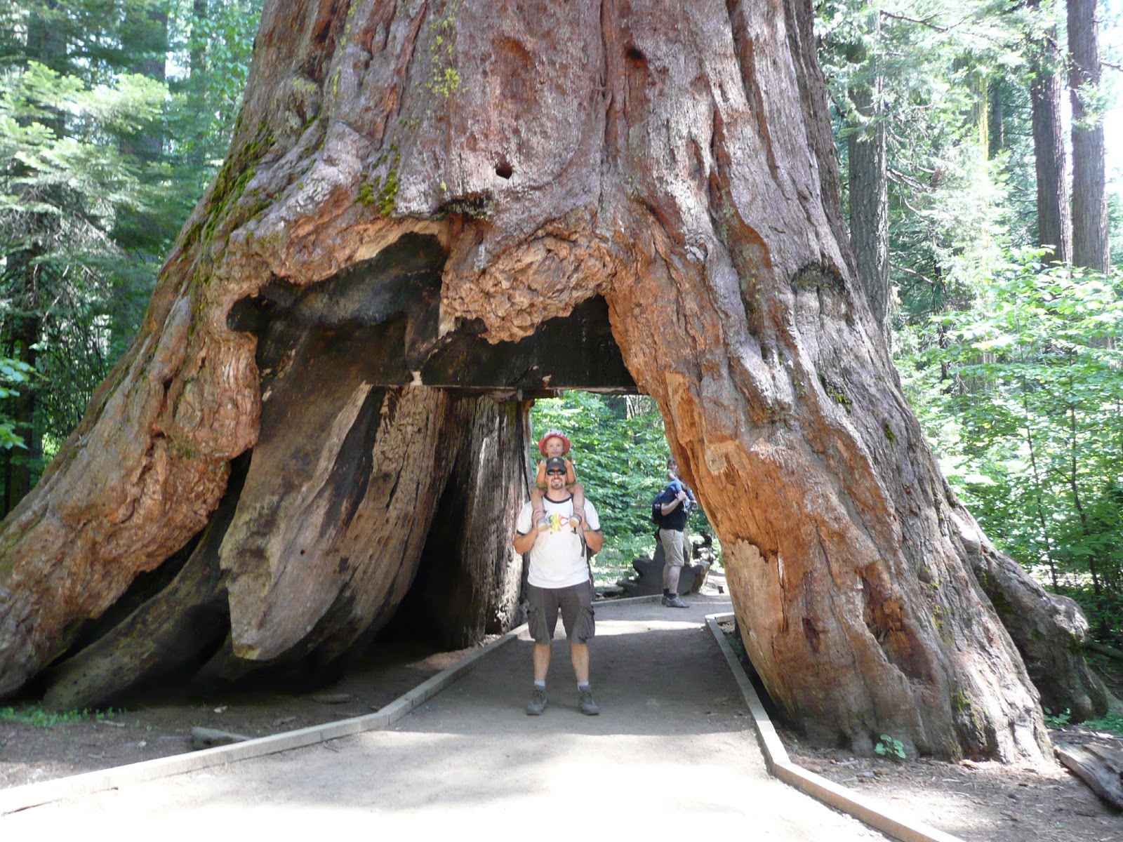 TeacherP: Giant Sequoias -- Sequoiadendron Giganteum