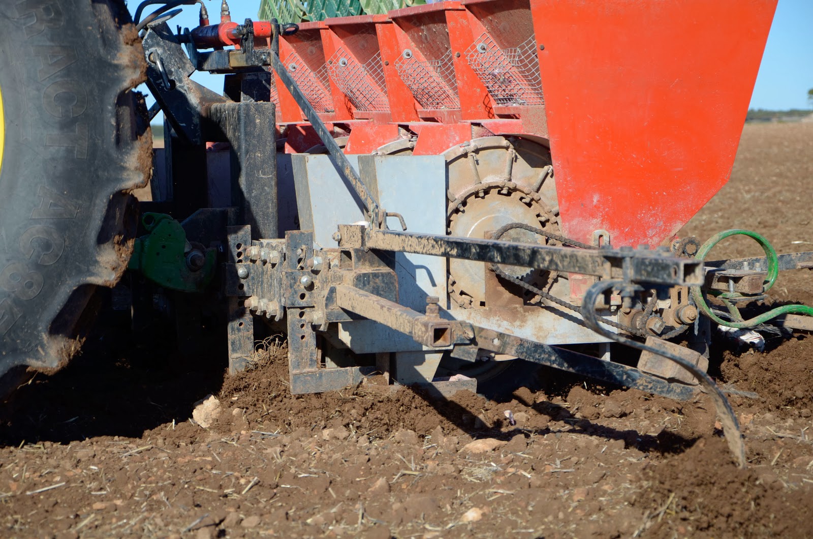 Garlic: Mechanical planter