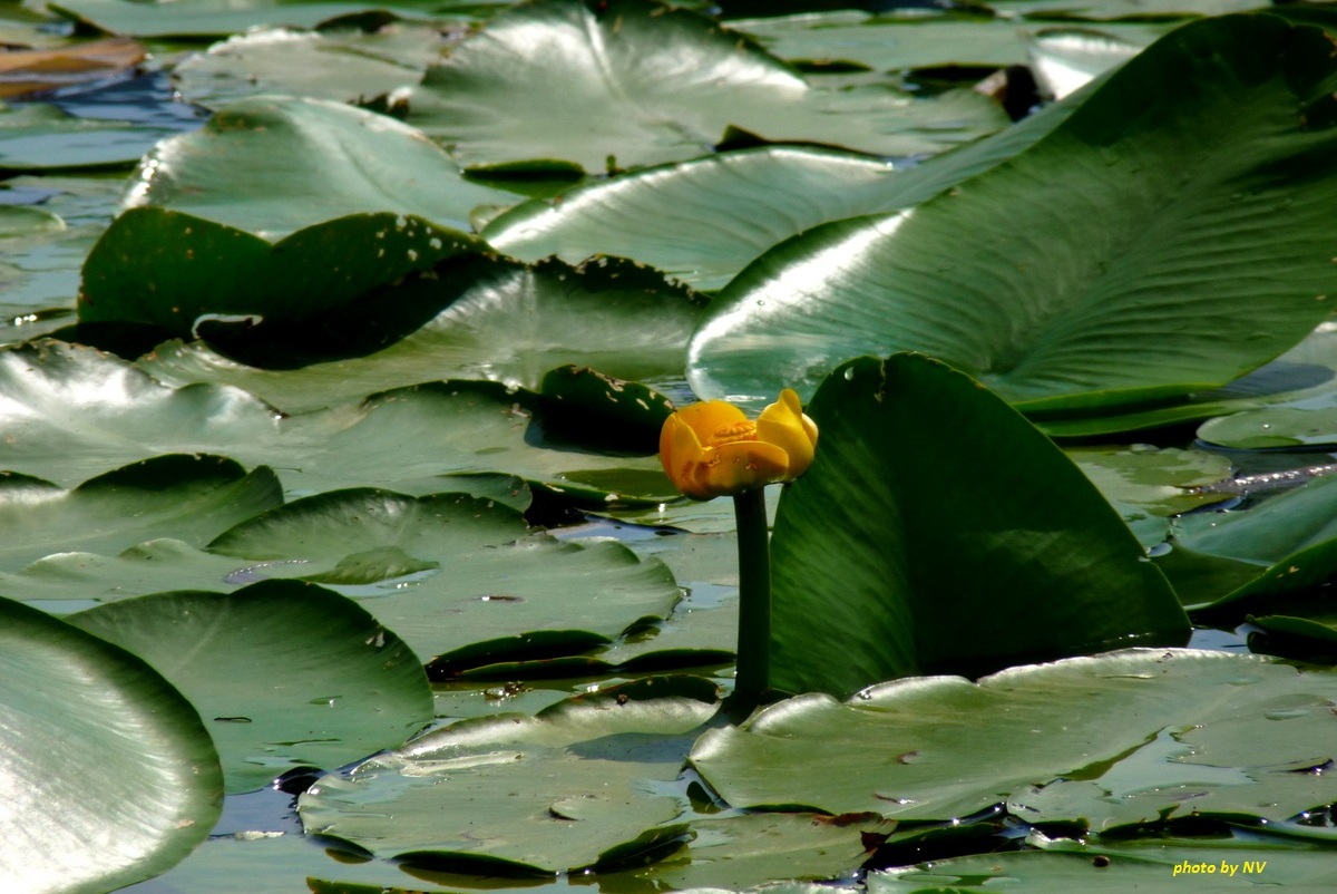 Lokvanji sa Skadarskog jezera - InfoNet Magazin