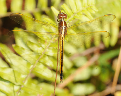 A Wandering Naturalist: Florida: Some Florida Dragonflies