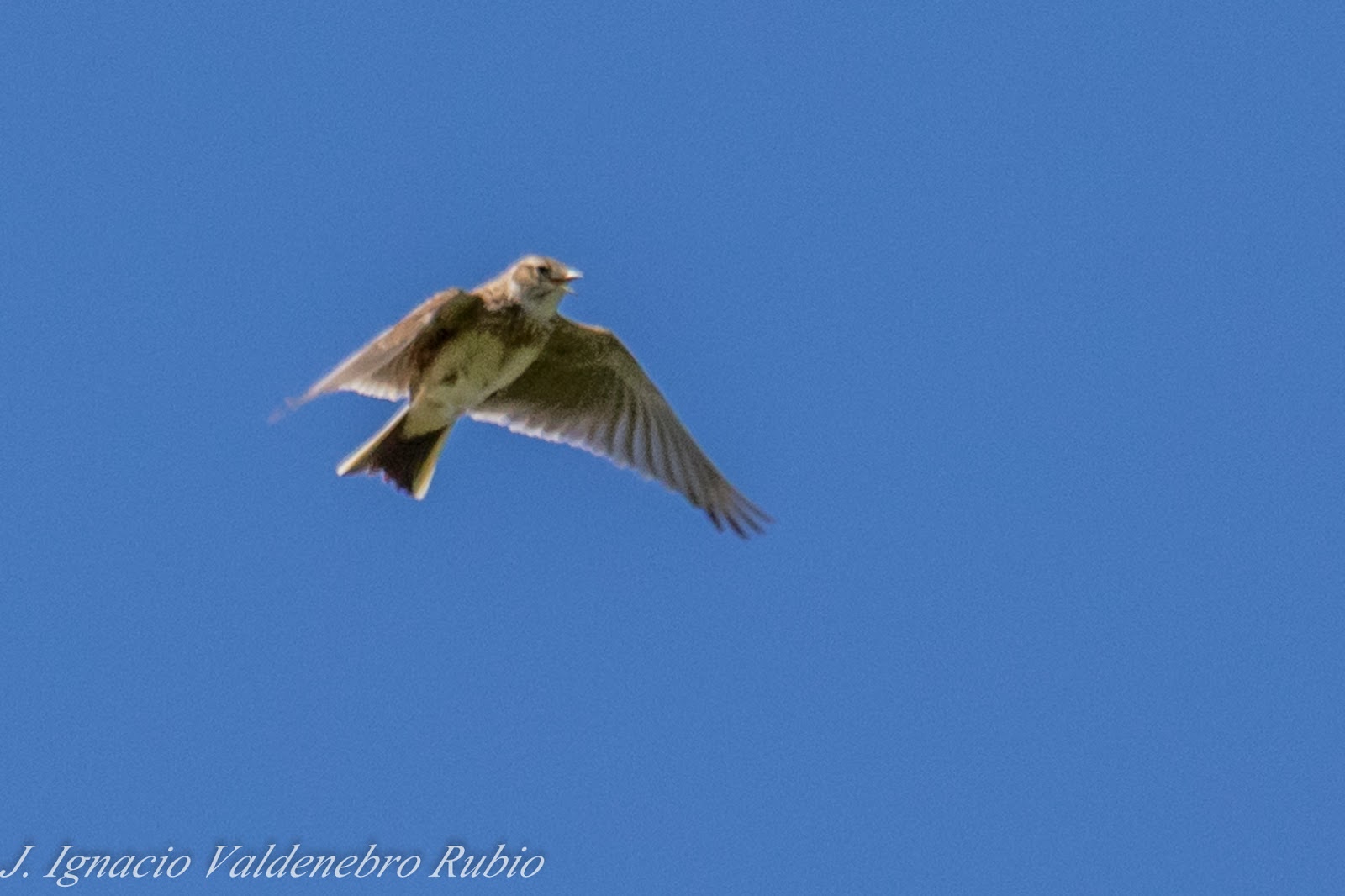 DocNatureBlog: El ave que no para de cantar en sus increíbles ascensos ...