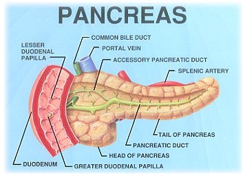 DOSHTI: How to Take Care of Your Pancreas
