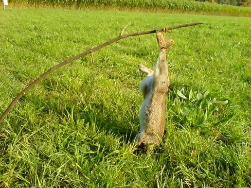 Experimental Theology: Set Free from the Hunter's Snare