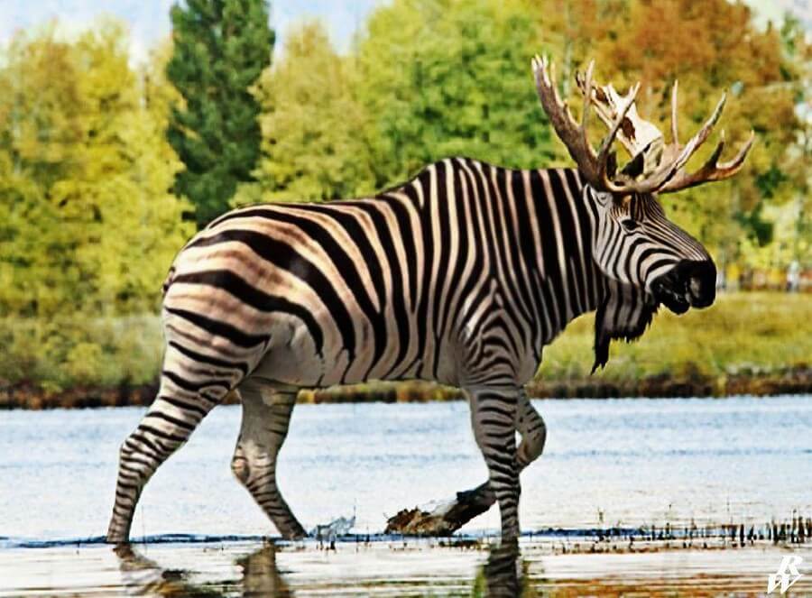 Design Stack: A Blog about Art, Design and Architecture: Sweet Animals ...