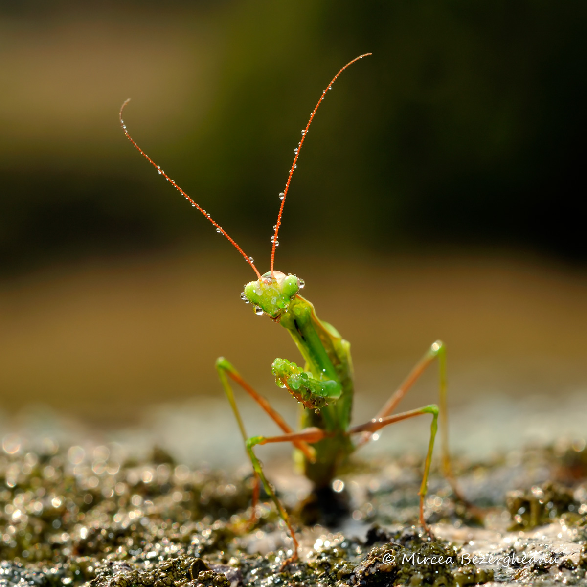 Calugarita - Mantis religiosa