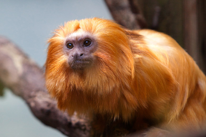 Robertsons Great Aussie Adventure: MOGO ZOO