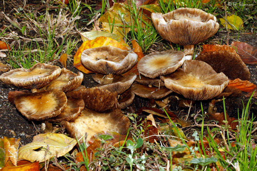 fotosricardo-h: SETA DE CHOPO - Poplar Fieldcap
