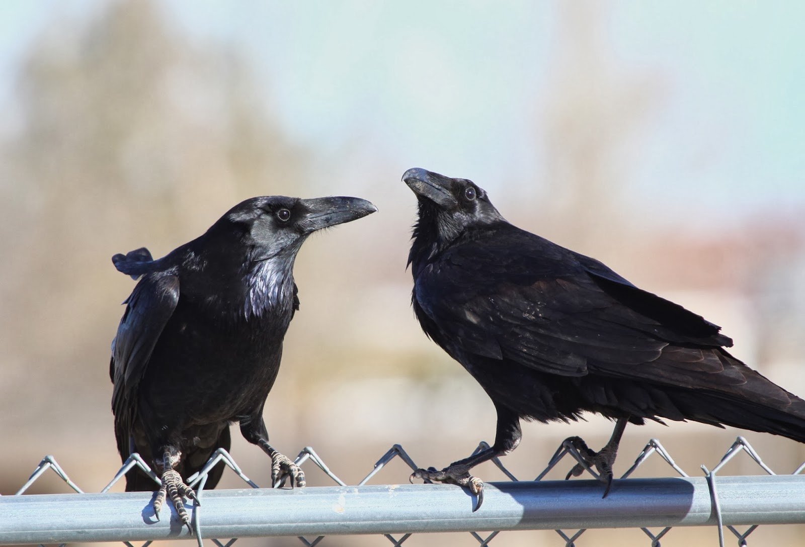 Roger's Birding Adventures: Interesting Common Raven behavior, plus ...