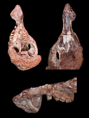 El Pensieve de Dinorider: PaleoArte: Cronopio dentiacutus por Jorge ...