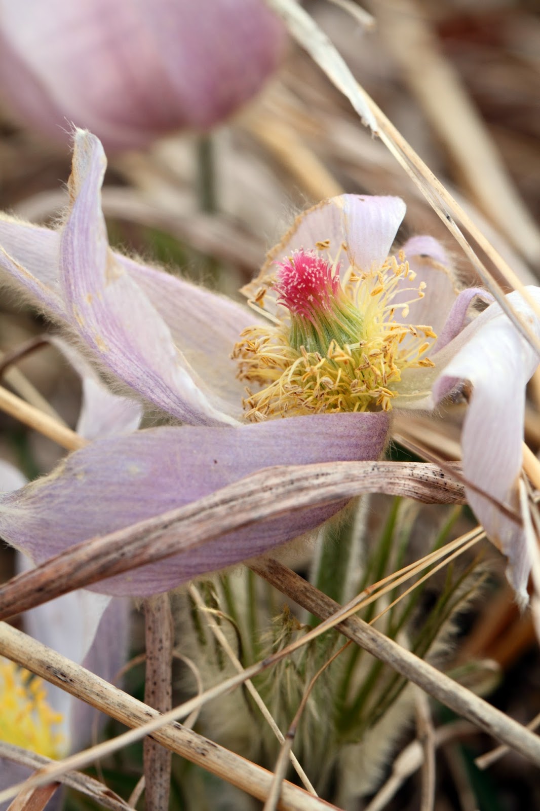 Botanizing Illinois and Beyond: Early flowering Pasque flowers