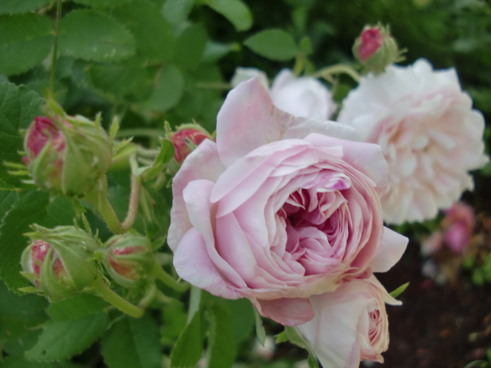 Becoming Crow Lady: The Gorgeous Belle Isis blooms again