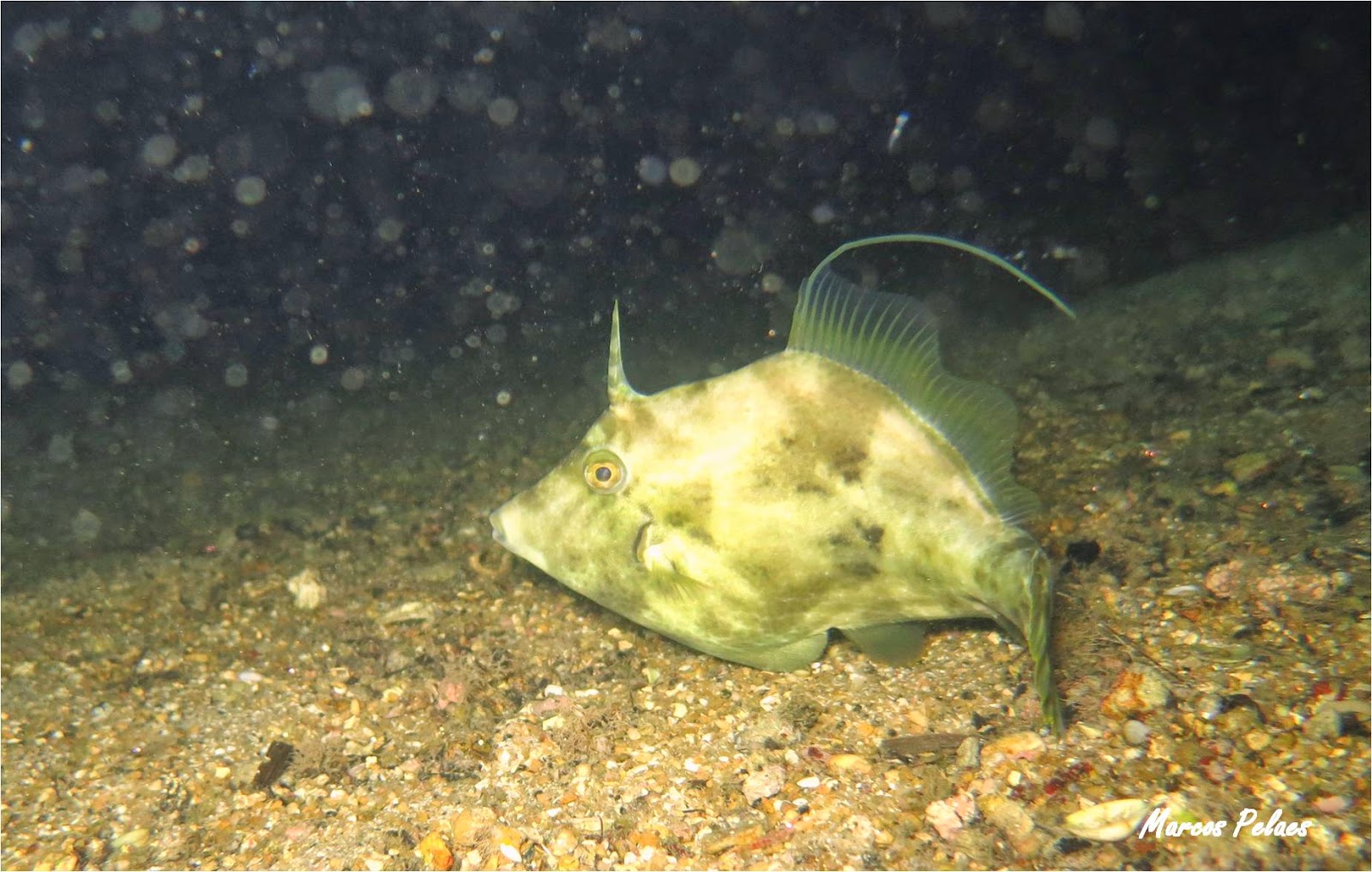 Hidrofilia: Curso de Mergulho Noturno (Night Dive)