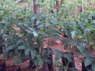 Tomato production photos - Modern Agriculture farming in Kenya