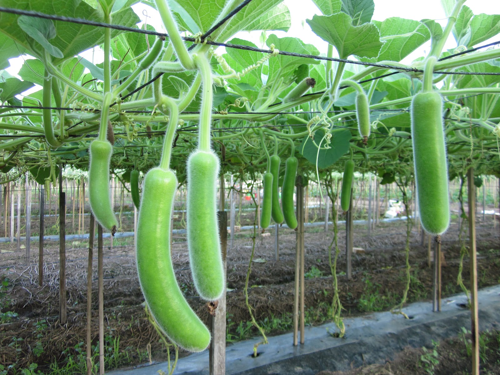 Smart Money Guide: Glasshouse Tomatoes, Long Melons & Zucchini Plants