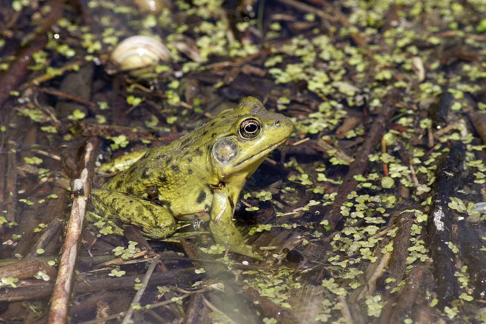 Ann Brokelman Photography: Bullfrog, Marsh Flowers, Common Grackle ...