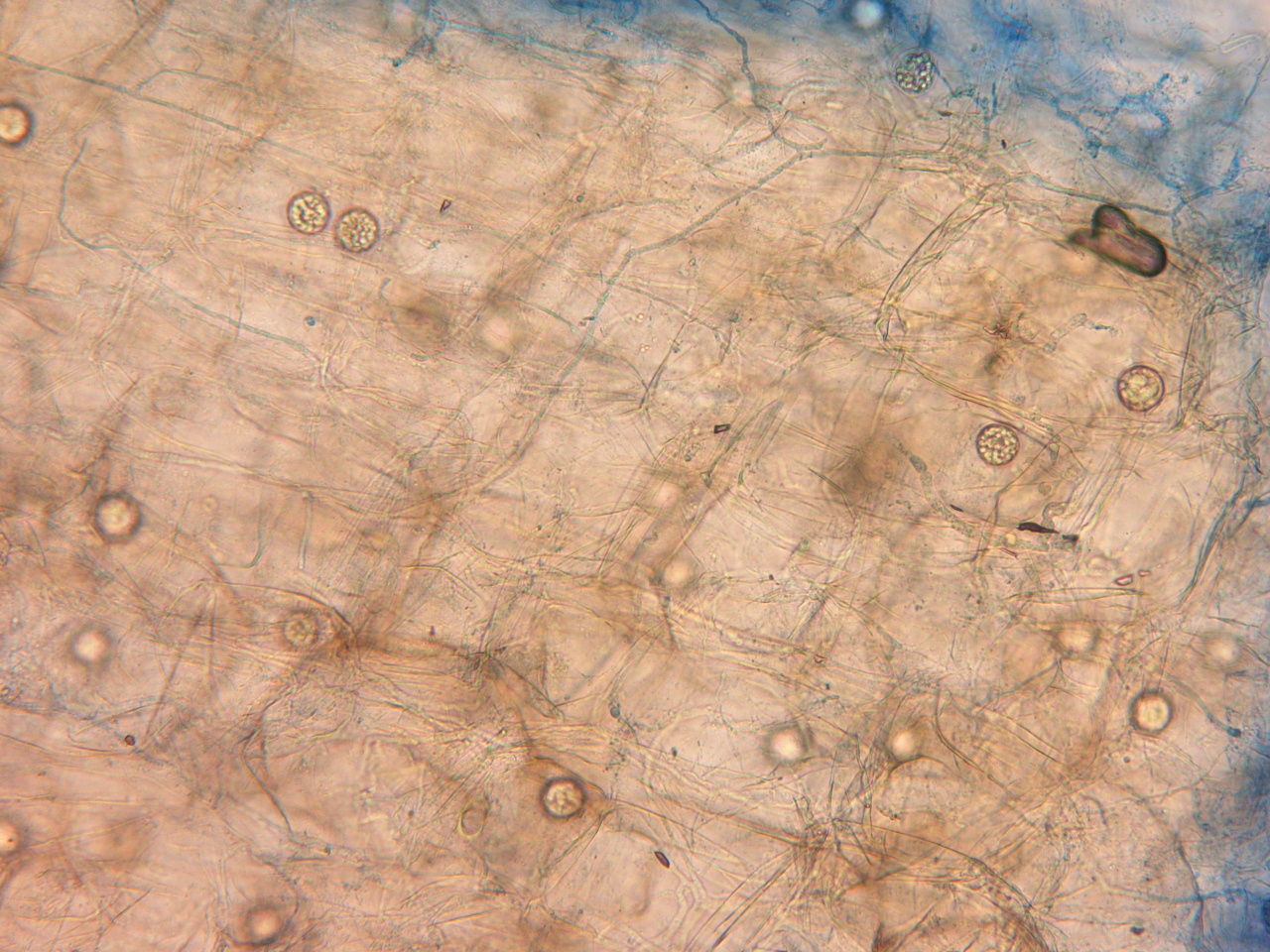 University of Illinois Plant Clinic: April 2011