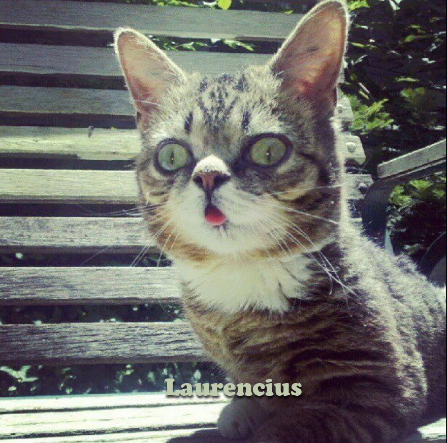 Foto Kucing Jenis Kurcaci Lil Bub 'Perma Kitten' - Laurencius