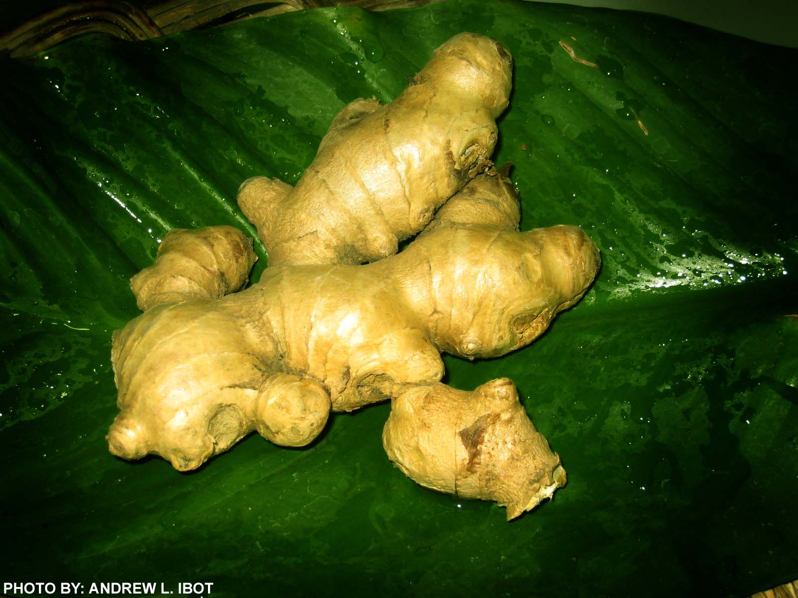 Ako si ANDREW IBOT!: Luya (Ginger)- Halamang Gamot / Herbal Medicine