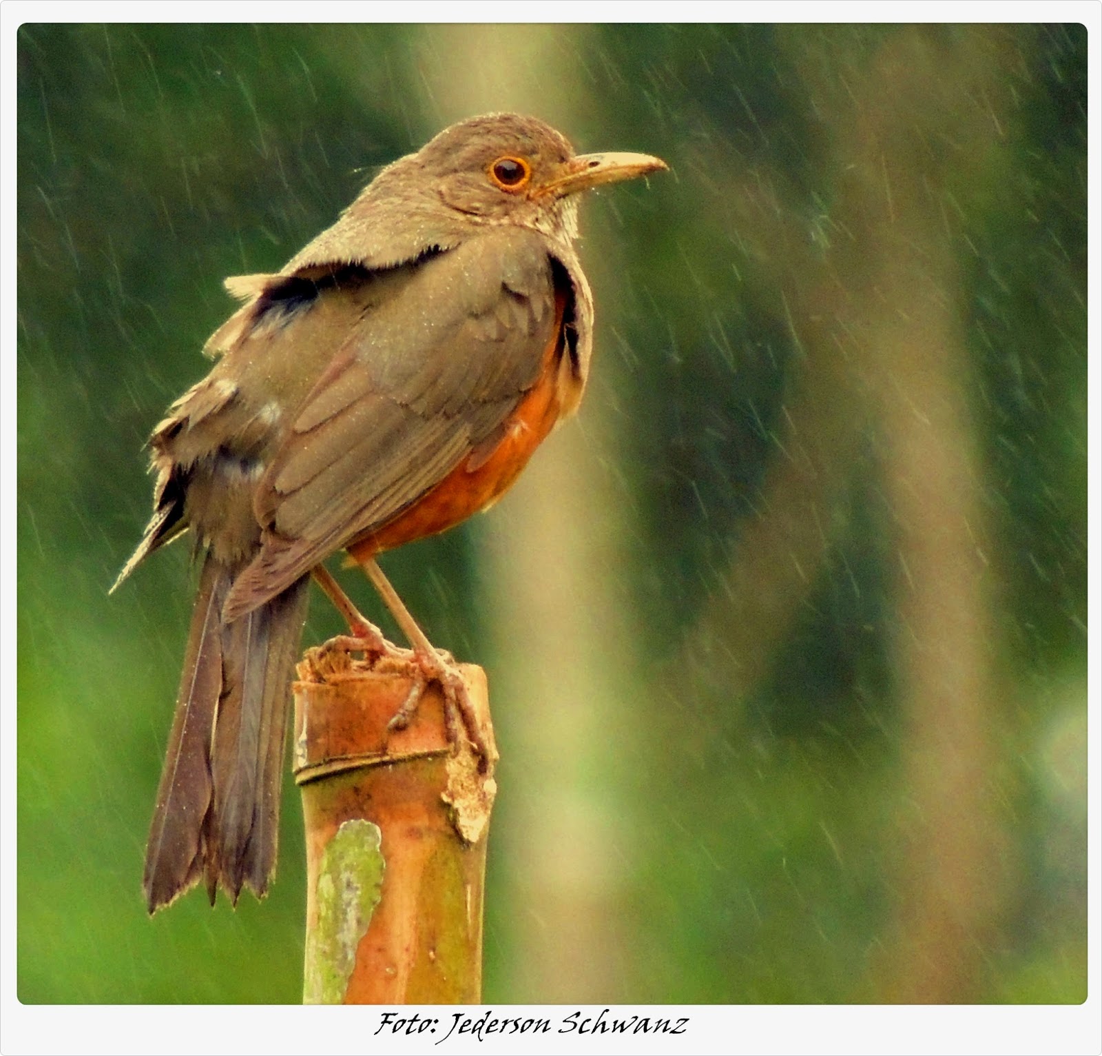 Sábia laranjeira --Turdus rufiventris Vieillot, 1818