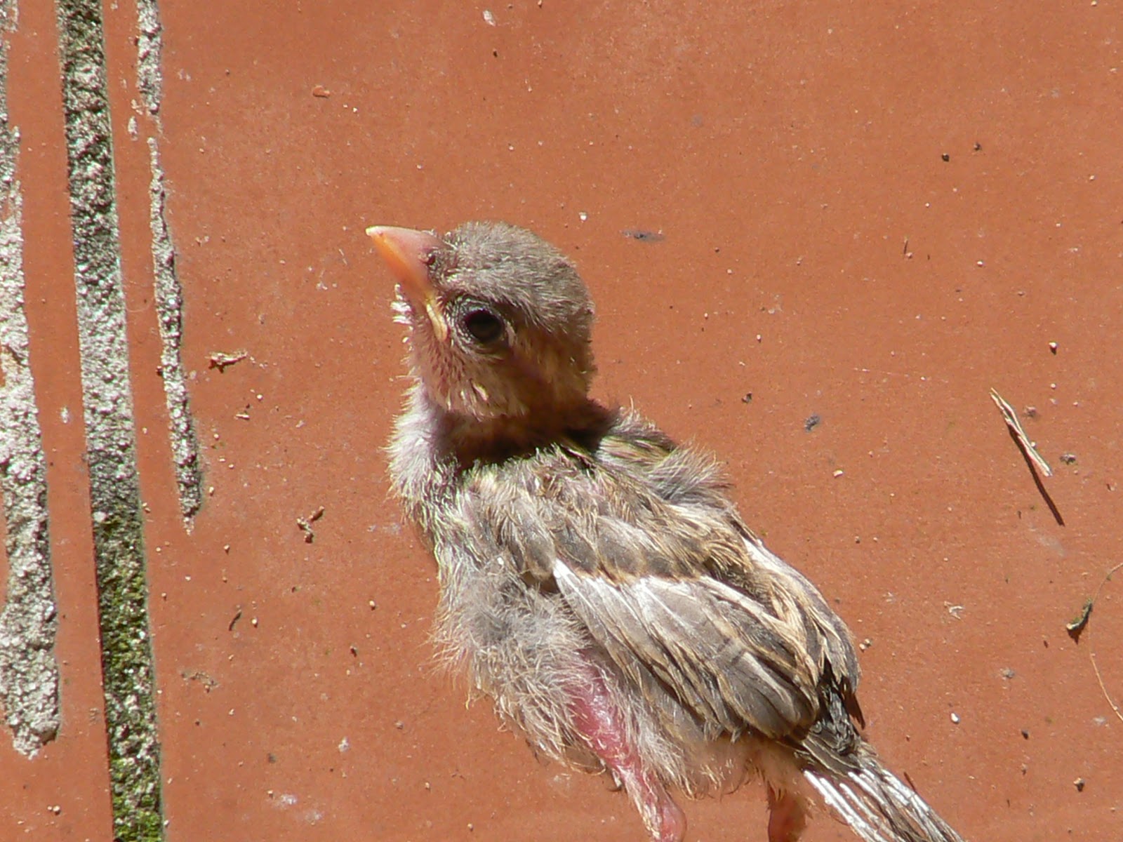 Observando la vida.: Gorrion