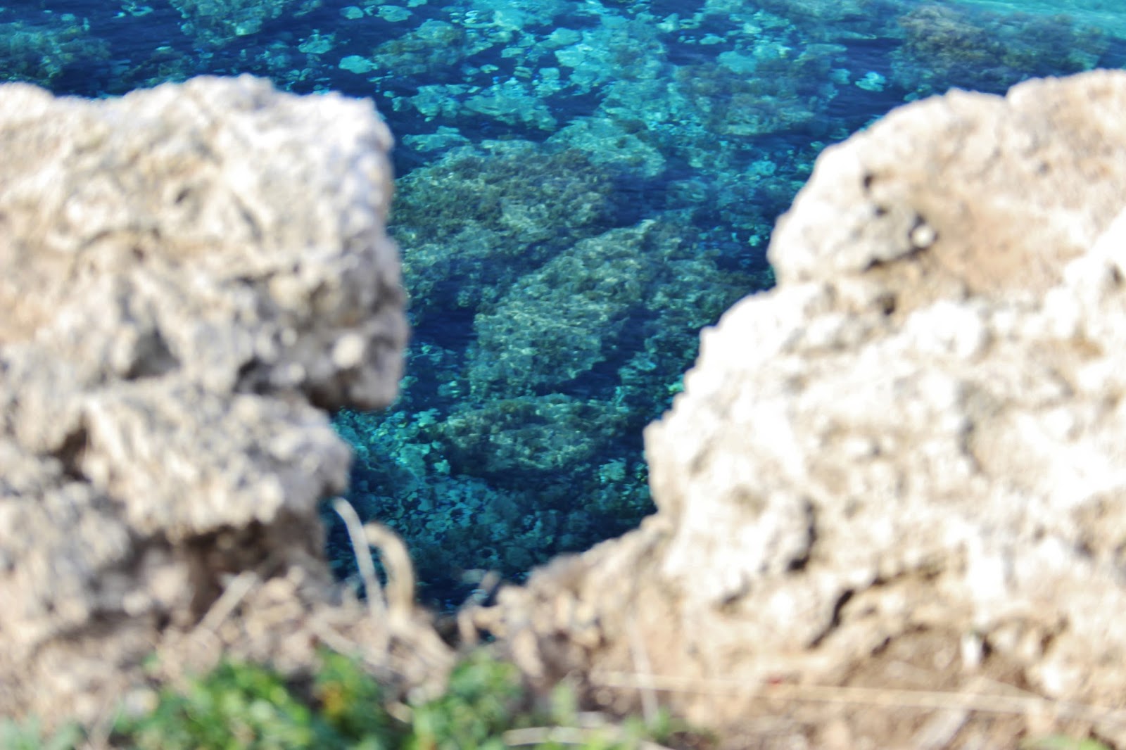 Biodiversity of Cyprus by NGO Protection of the Natural Heritage and ...